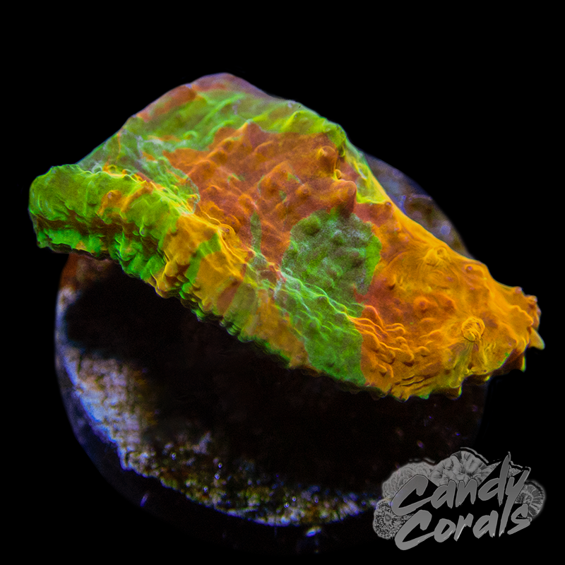 Chalice – Page 2 – Candy Corals