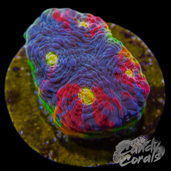 Chalice – Candy Corals