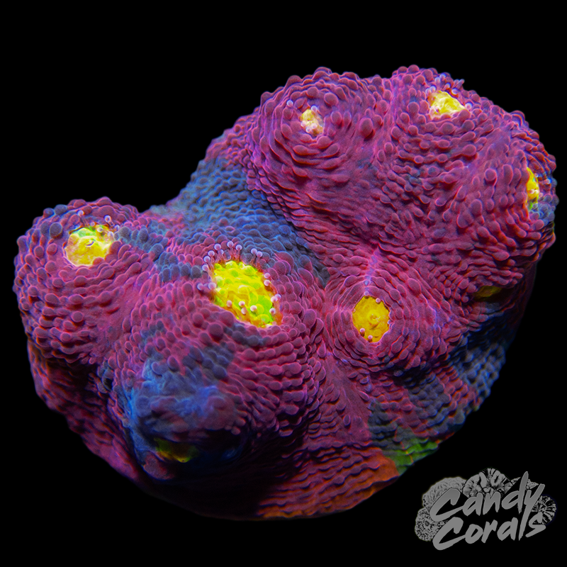 Gumdrop Chalice WYSIWYG 3 – Candy Corals