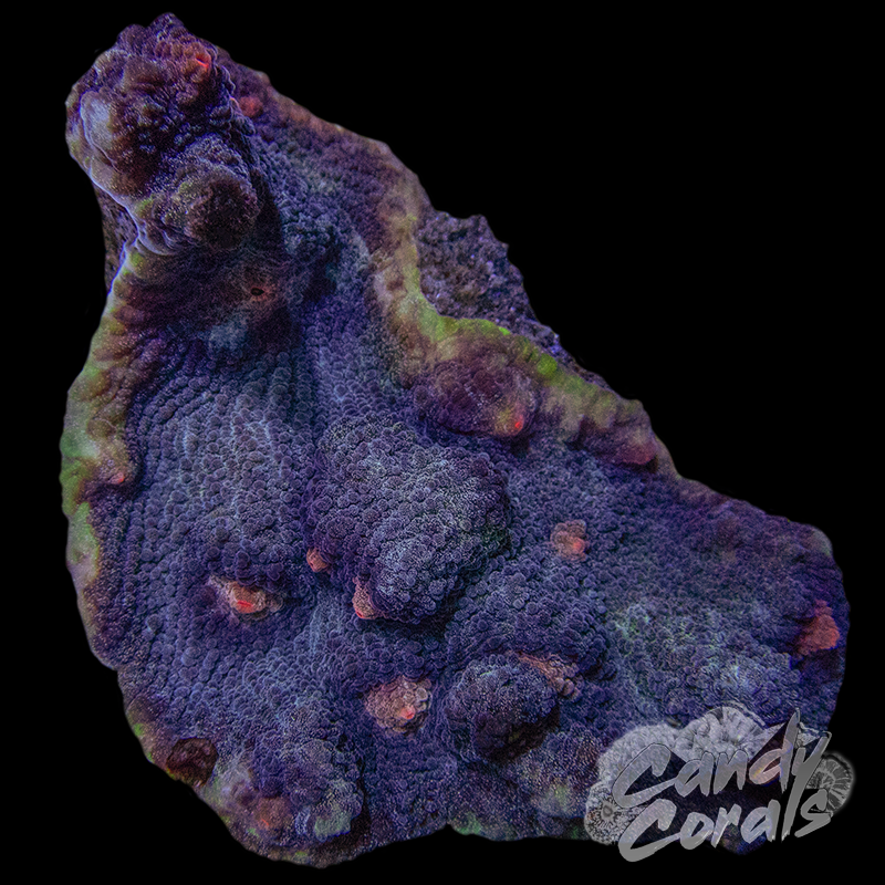 Chalice – Candy Corals