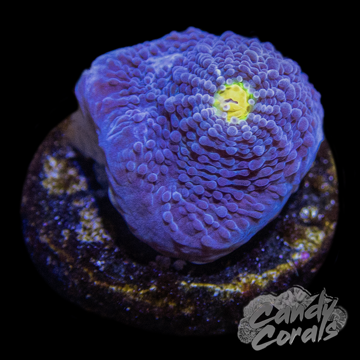 Chalice – Candy Corals