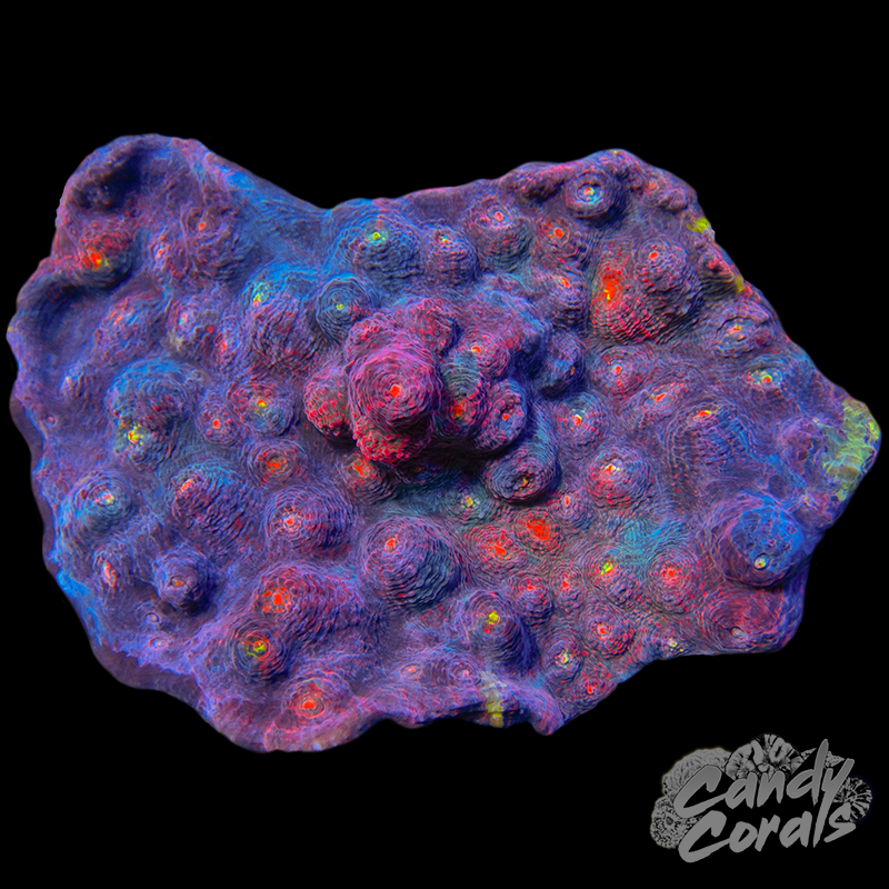 Ultra Chalice Colony 33 – Candy Corals