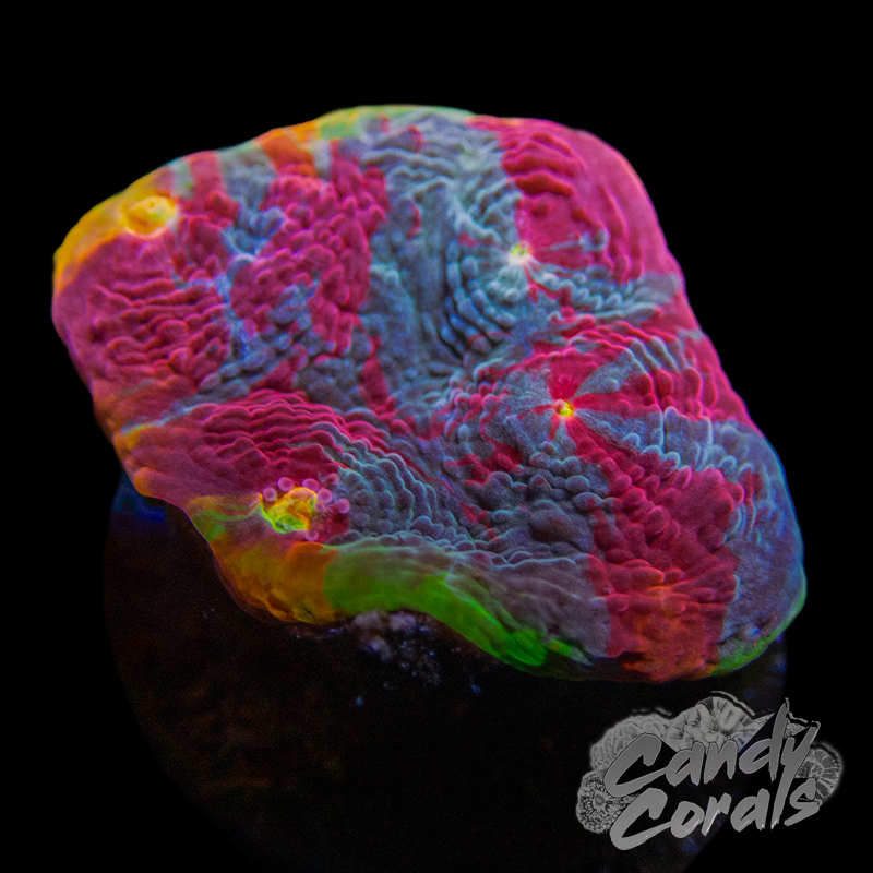 Chalice – Candy Corals