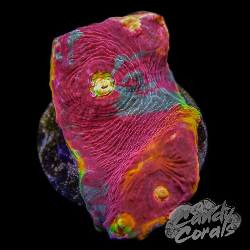 Chalice – Candy Corals