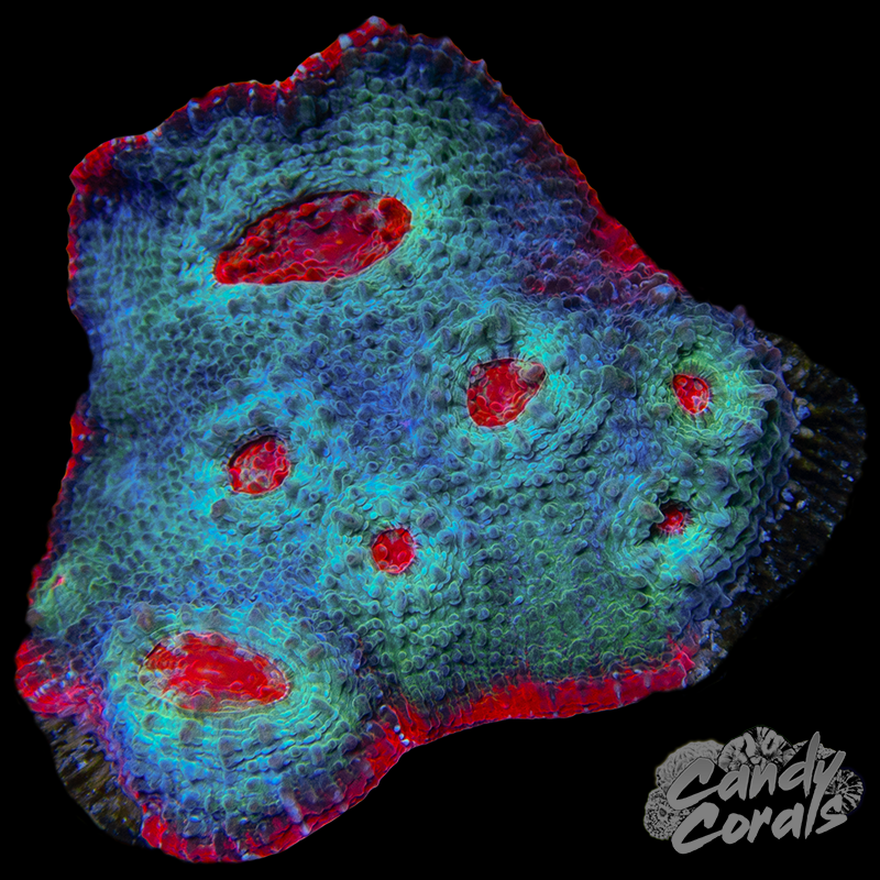 Afterburner Chalice Colony 7 – Candy Corals