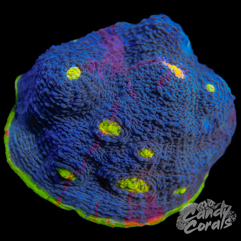 Gumdrop Chalice WYSIWYG 10 – Candy Corals