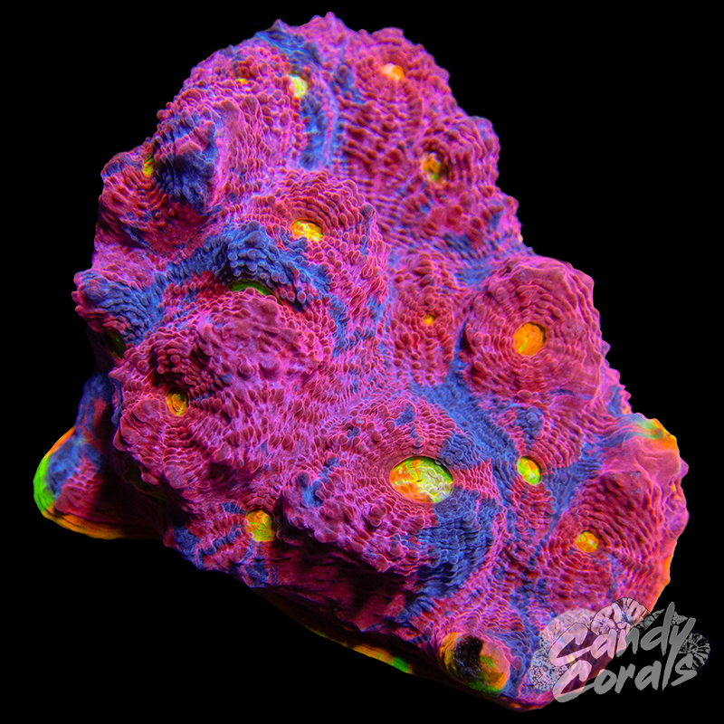 Bubblegum Blitz Chalice Colony WYSIWYG 3 – Candy Corals