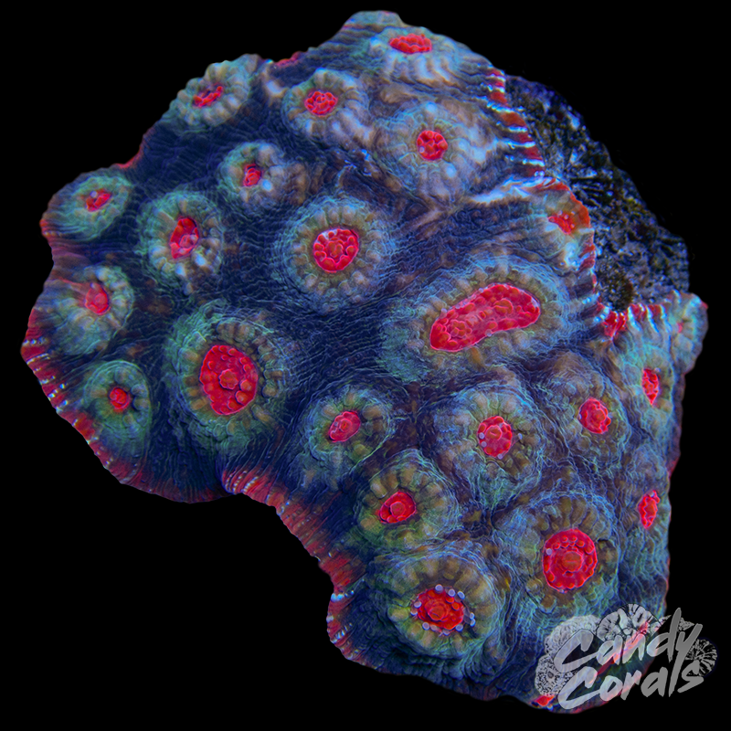 Afterburner Chalice Colony 9 – Candy Corals
