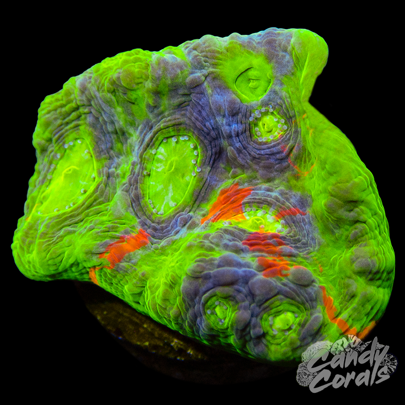 Flaming Bugatti Rainbow Chalice WYSIWYG 2 – Candy Corals