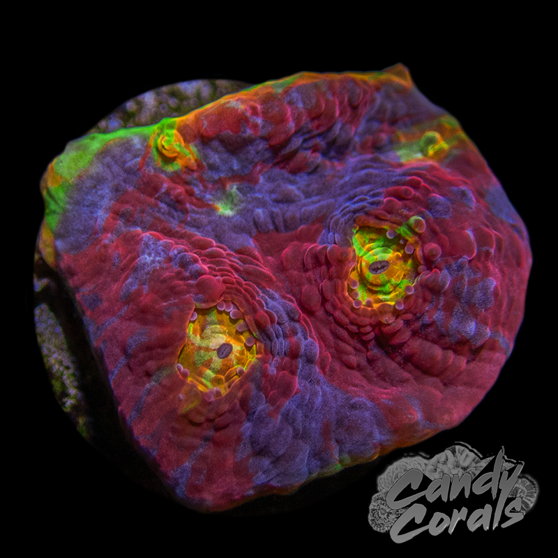 Chalice – Page 2 – Candy Corals