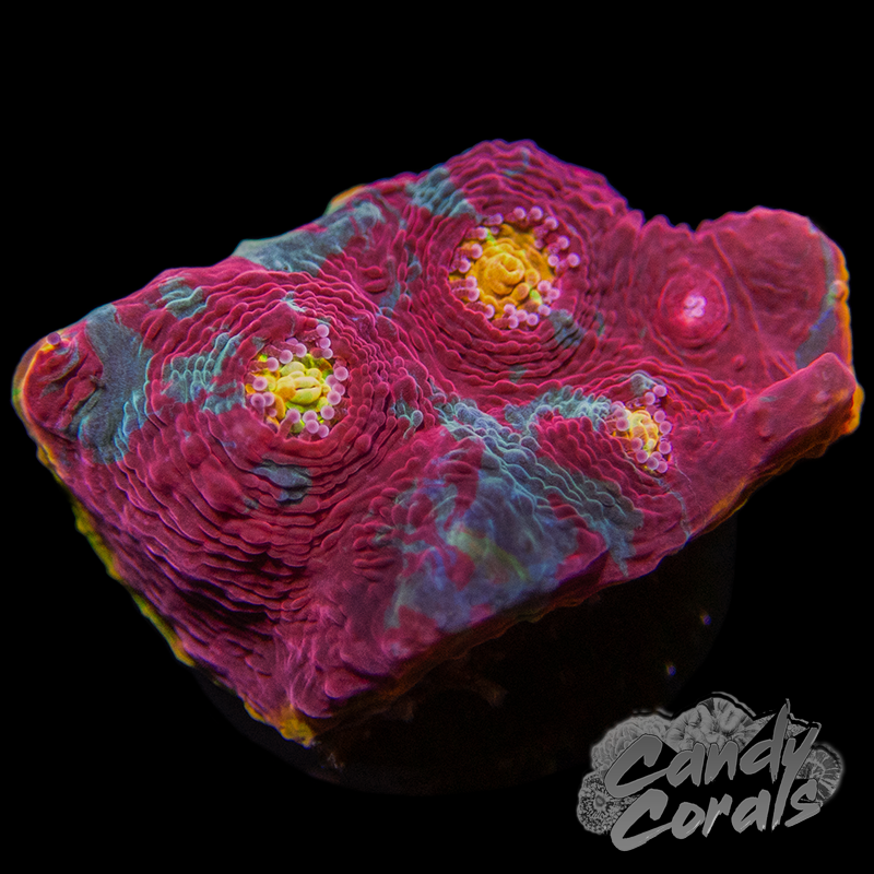 Gumdrop Chalice WYSIWYG 2 – Candy Corals