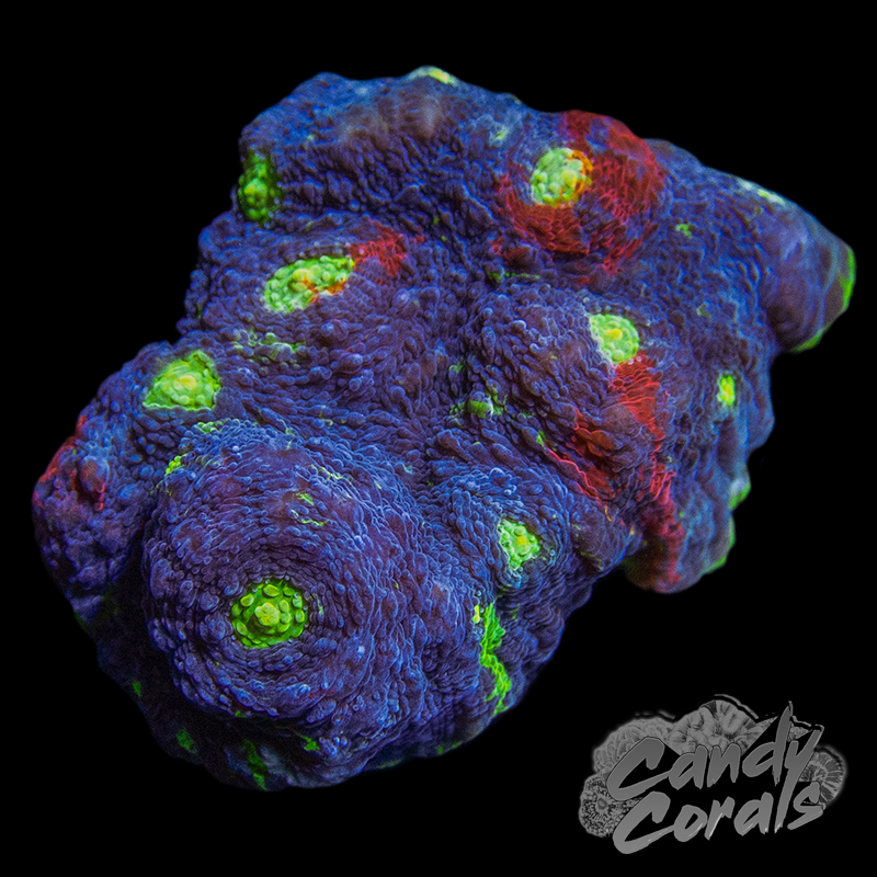 Rainbow Dynamite Chalice Colony WYSIWYG 11 – Candy Corals