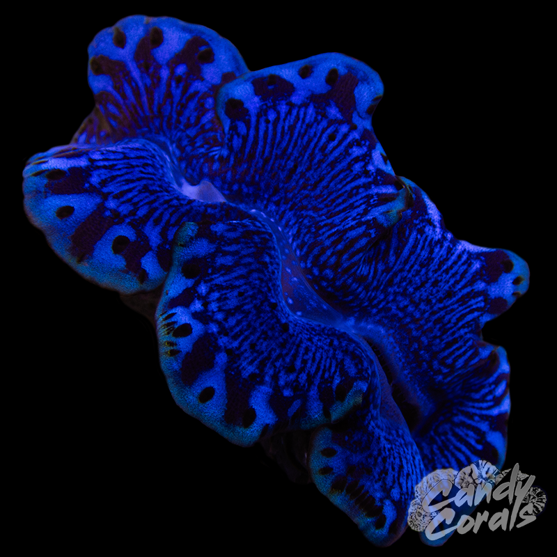 Ultra Maxima Clam WYSIWYG 17 – Candy Corals