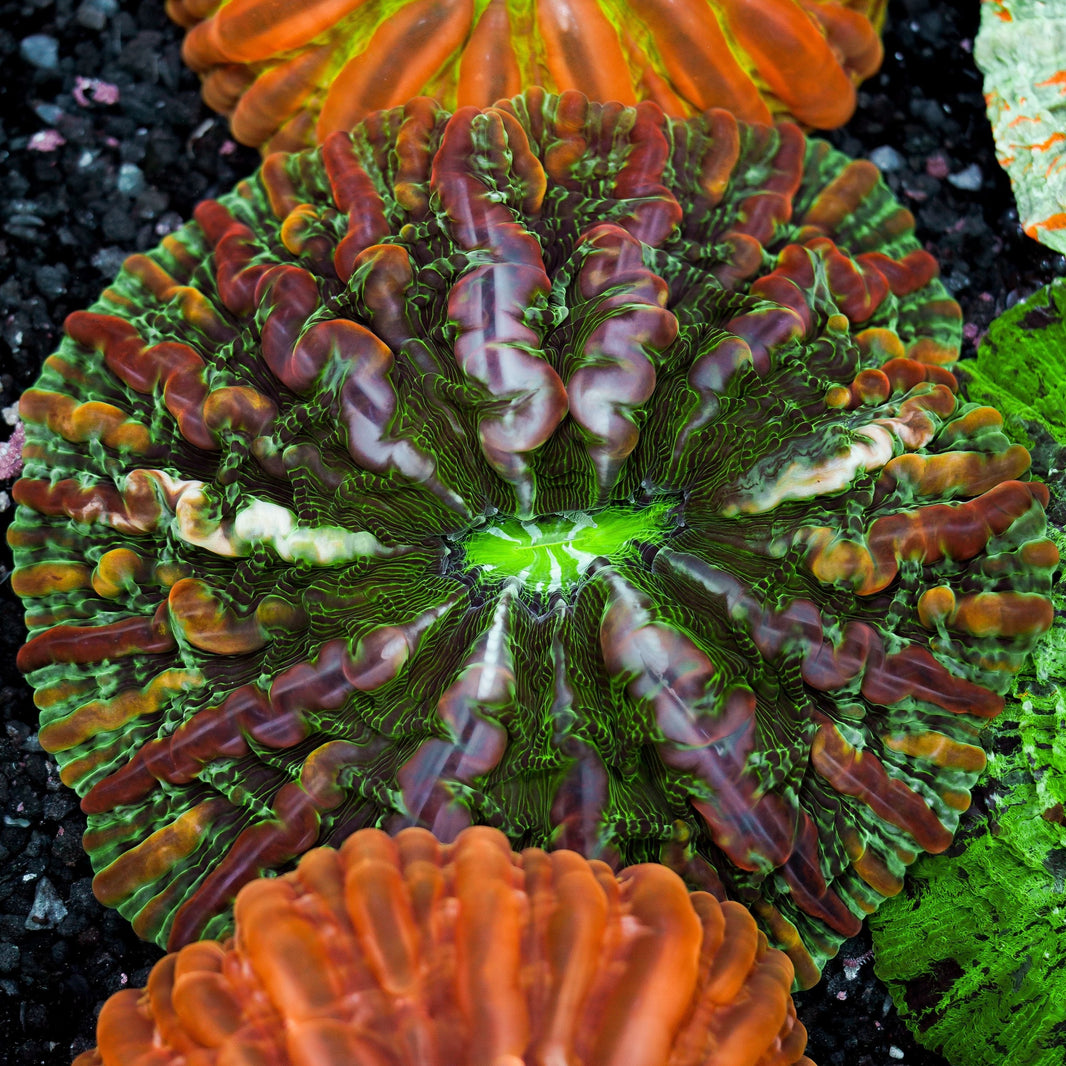 Cynarina – Candy Corals