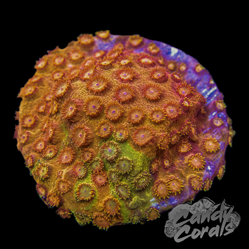 Cyphastrea – Candy Corals