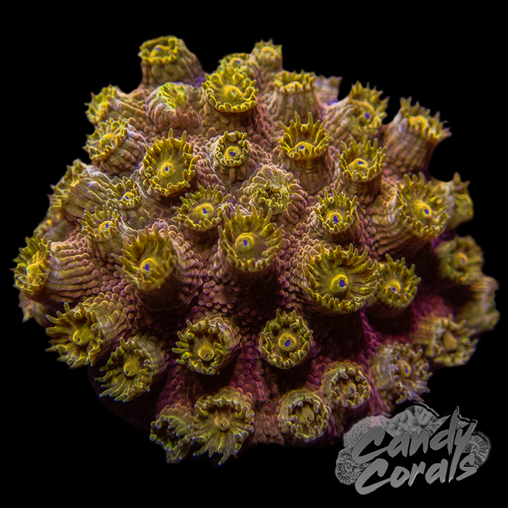 24k Gold Cyphastrea Frag – Candy Corals
