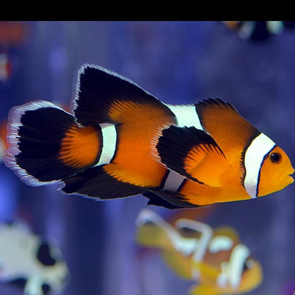 Clownfish – Candy Corals