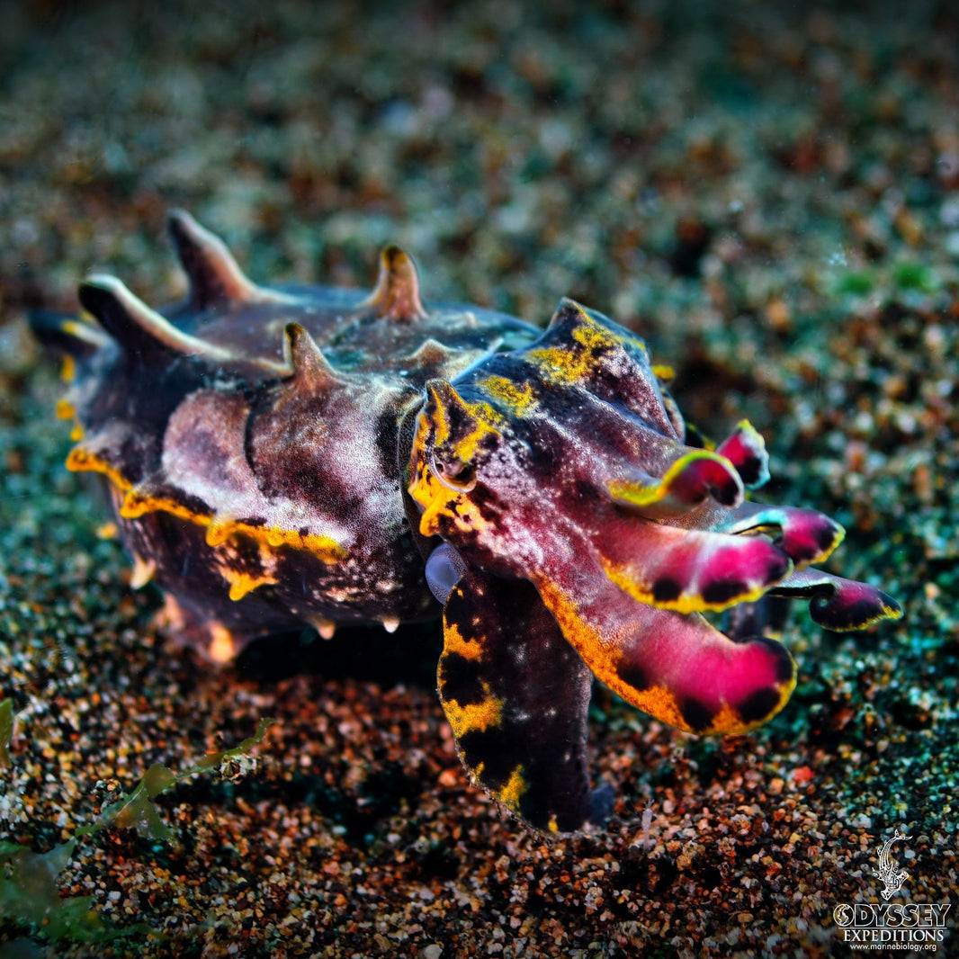 Buy Corals fish online | Aquarium fishes| Saltwater fish for sale ...