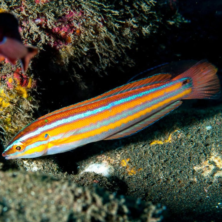 Buy Corals fish online | Aquarium fishes| Saltwater fish for sale ...