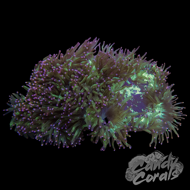 Elegance – Candy Corals