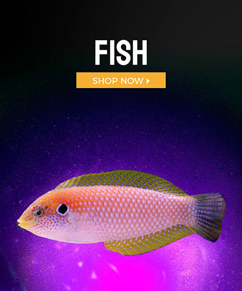 Best Reef Store In Canada | Corals Fishes For Sale At Candy Corals