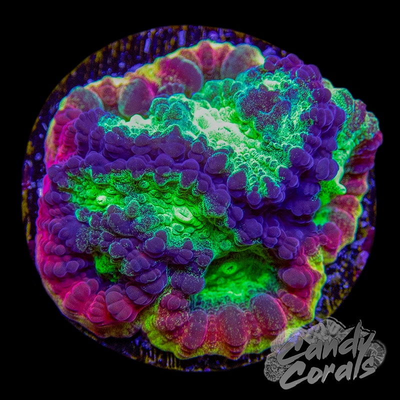 JF Psycho Rim Favia Frag F5 – Candy Corals