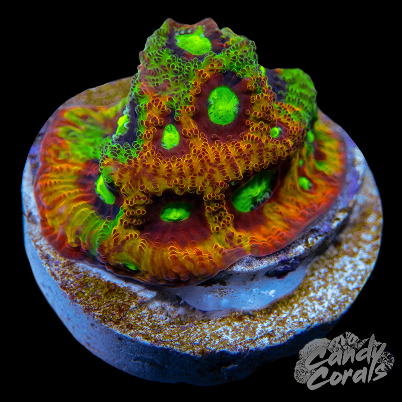 BSA Rain of War Favia Frag F27 – Candy Corals