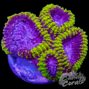 Favia – Candy Corals