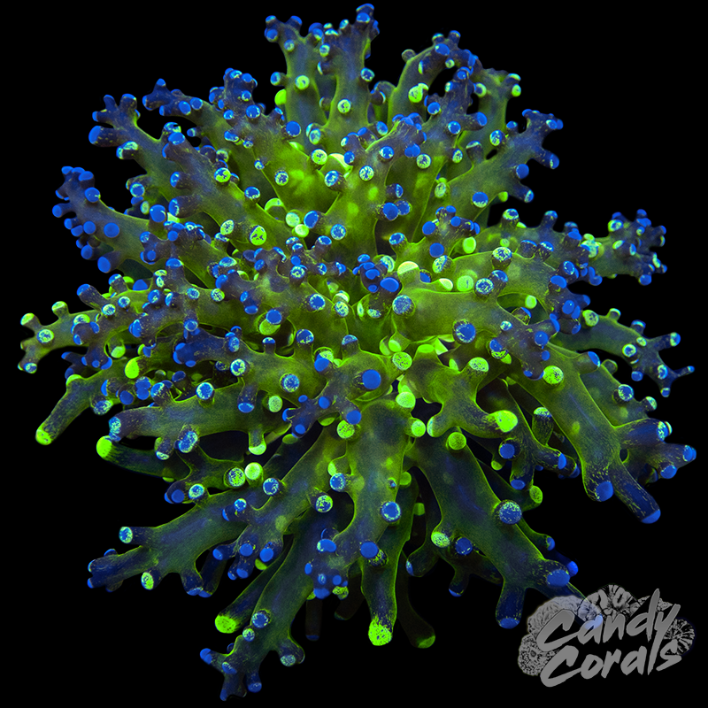 Green Based Bi-Color Splatter Frogspawn – Candy Corals