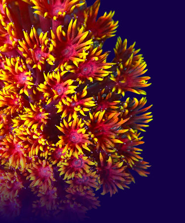 Best Reef Store In Canada | Corals Fishes For Sale At Candy Corals