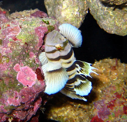 Buy Corals fish online | Aquarium fishes| Saltwater fish for sale ...