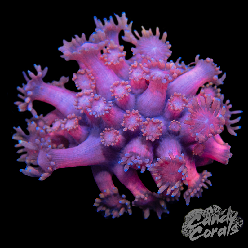Pink Goniopora WYSIWYG 2 – Candy Corals