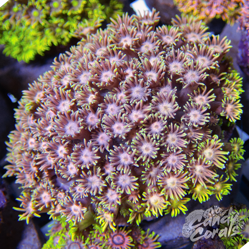 Ultra Goniopora Colony WYSIWYG 5 – Candy Corals