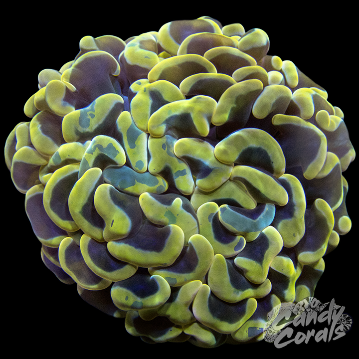 New Arrivals! – Candy Corals