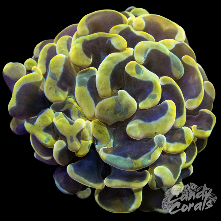 New Arrivals! – Candy Corals