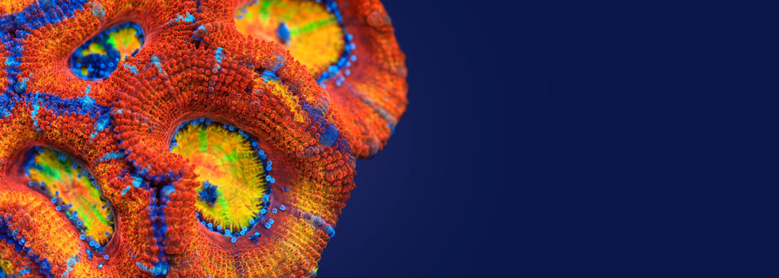 Best Reef Store In Canada | Corals Fishes For Sale At Candy Corals