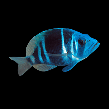 Buy Corals fish online | Aquarium fishes| Saltwater fish for sale ...