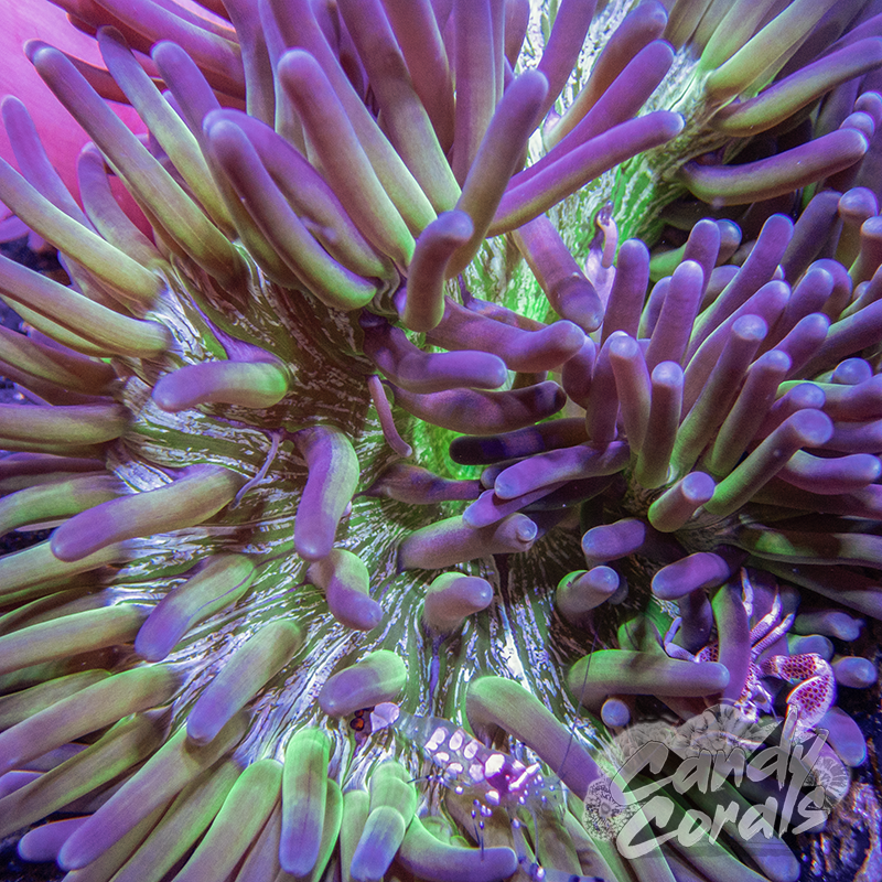 New Arrivals! – Candy Corals