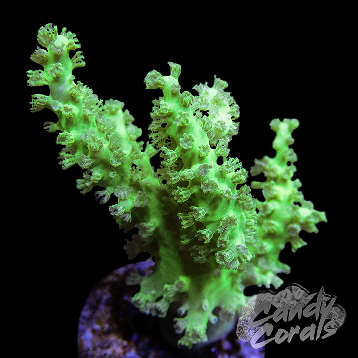Leathers – Candy Corals