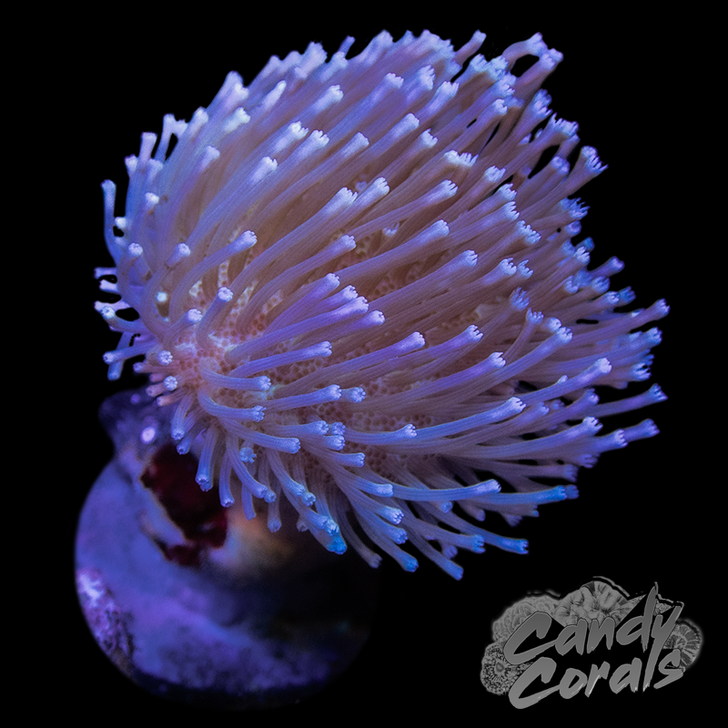 Leathers – Candy Corals