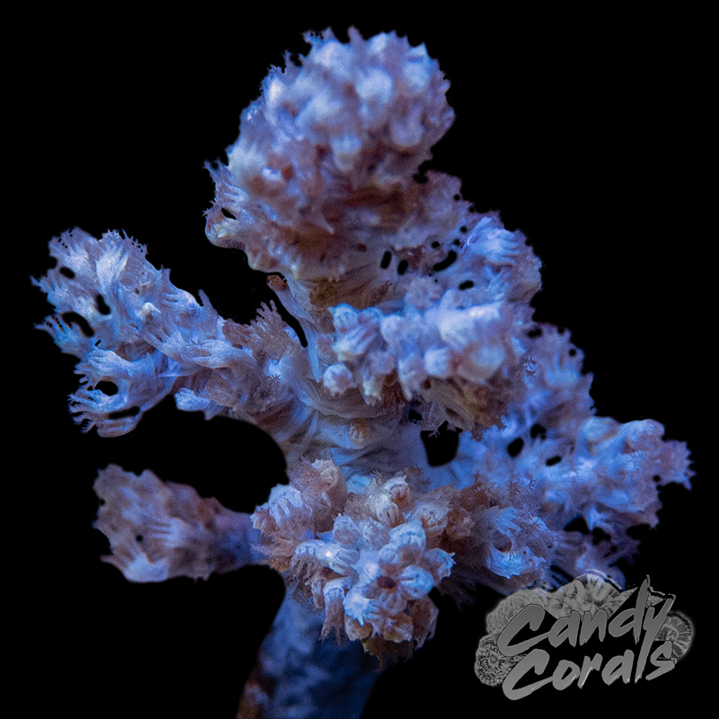 Leathers – Candy Corals