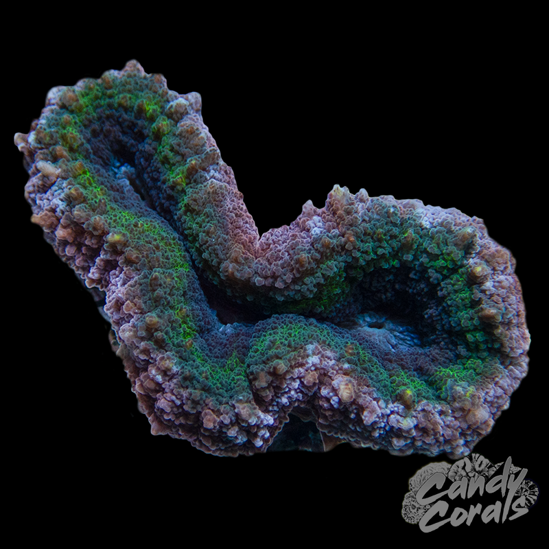 Rainbow Lobophyllia WYSIWYG 55 – Candy Corals