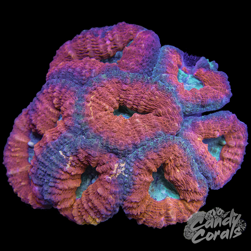 Rainbow Lobophyllia WYSIWYG 33 – Candy Corals