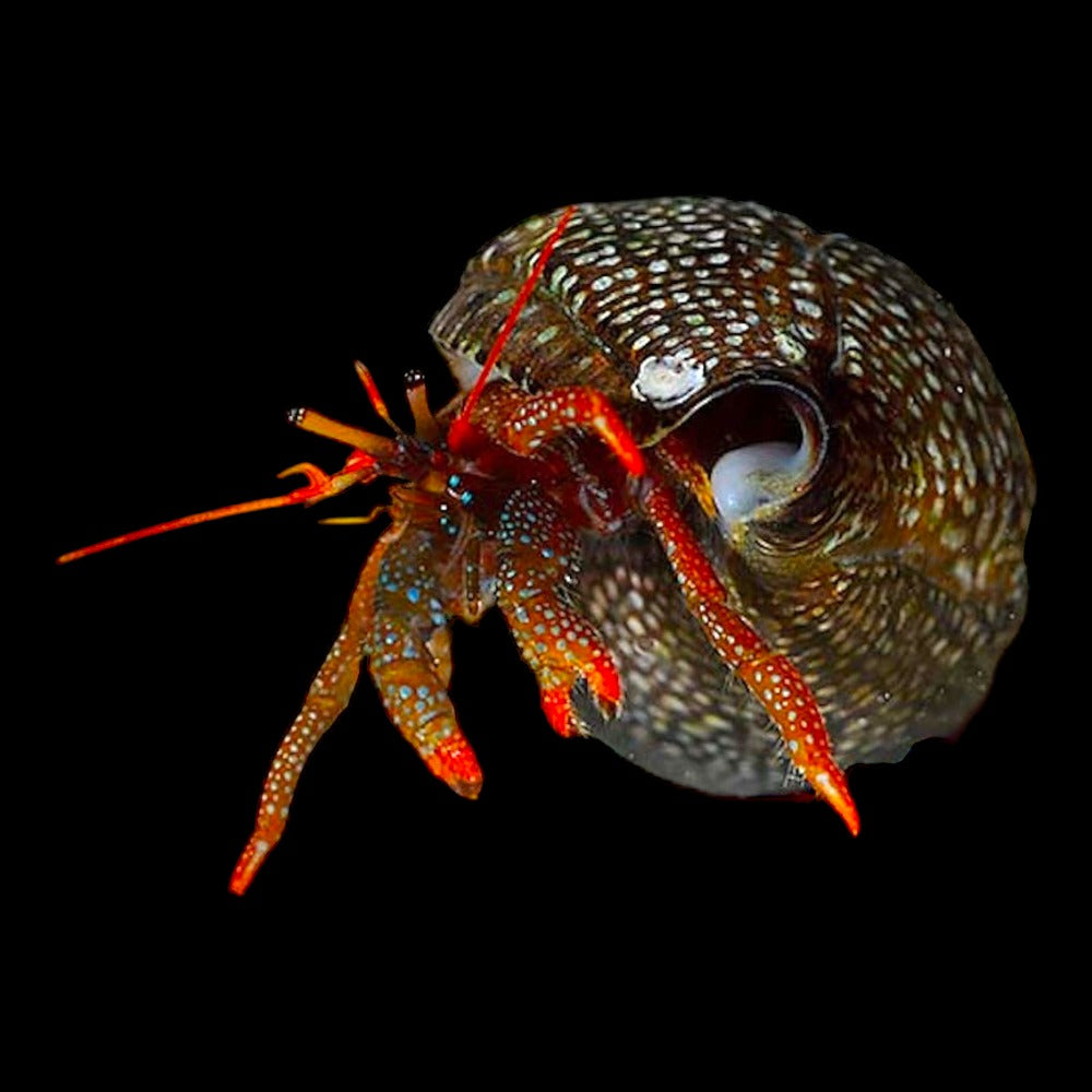Dwarf Red Tip Hermit Crab – Candy Corals
