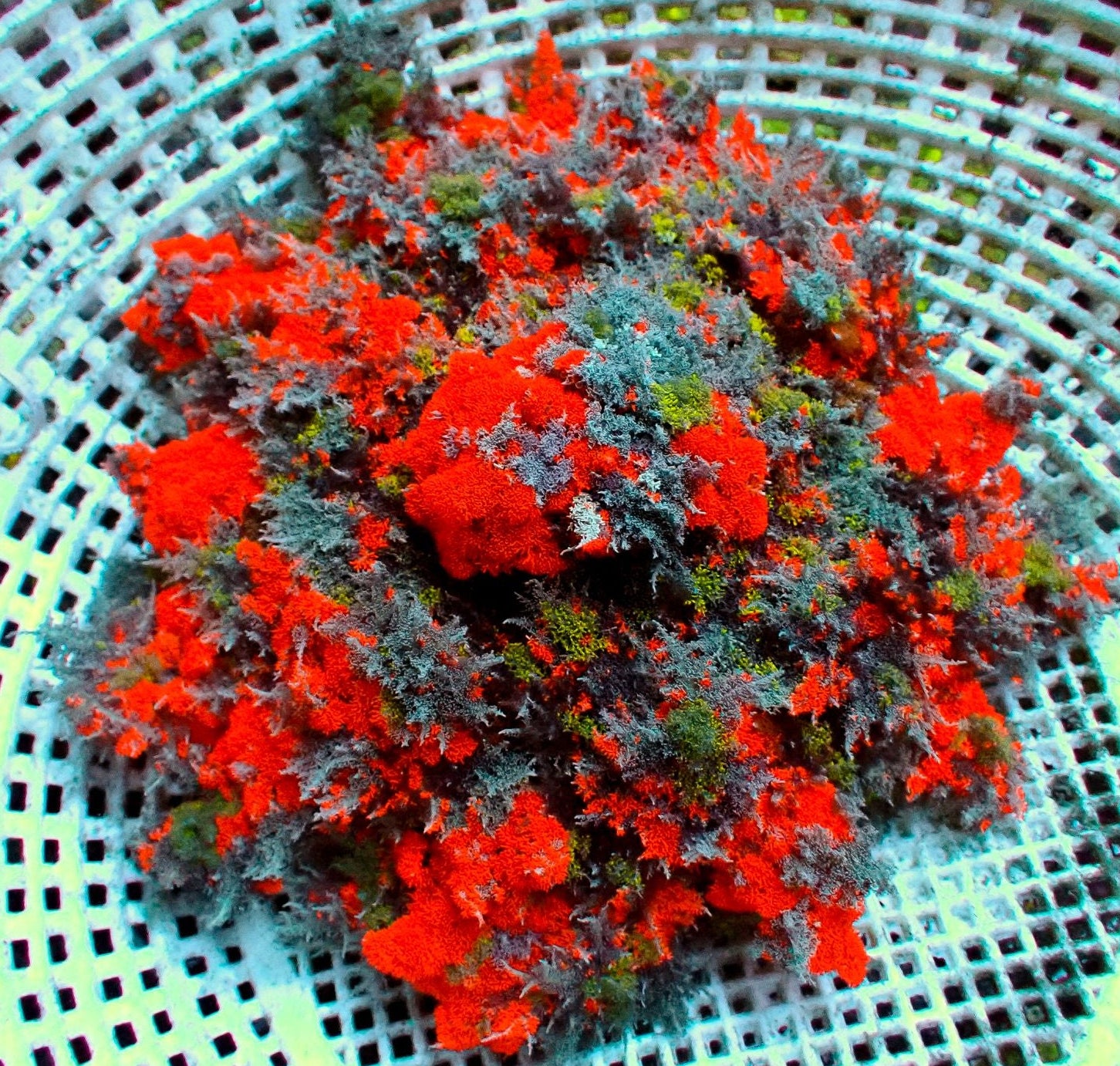 New Arrivals! – Candy Corals