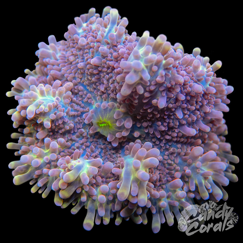 Pink Yuma Mushroom WYSIWYG 6 – Candy Corals