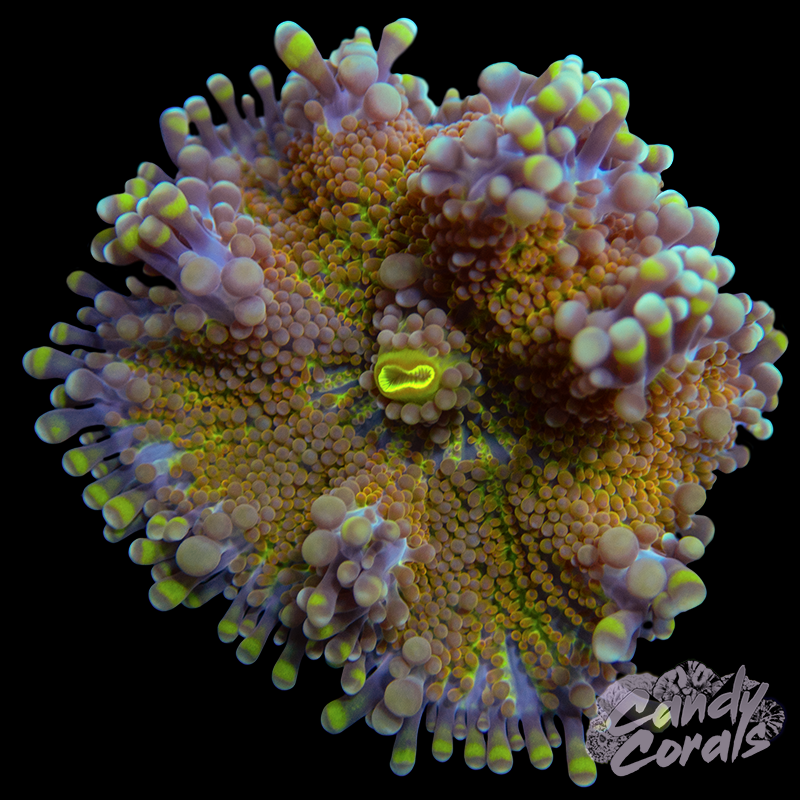 Rainbow Yuma Mushroom WYSIWYG 52 – Candy Corals