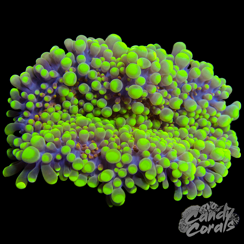Gold Base Yellow Yuma Mushroom – Candy Corals