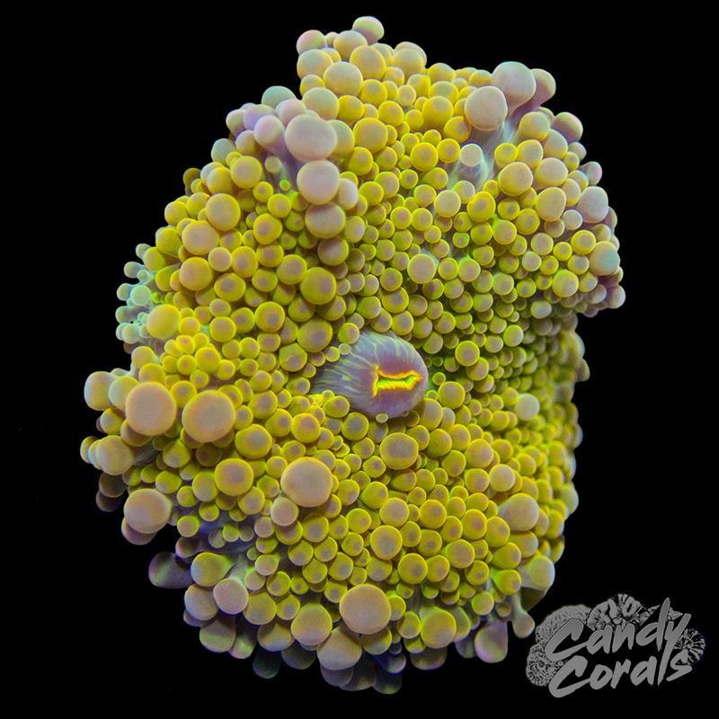 Rainbow Yuma Mushroom WYSIWYG 21 – Candy Corals