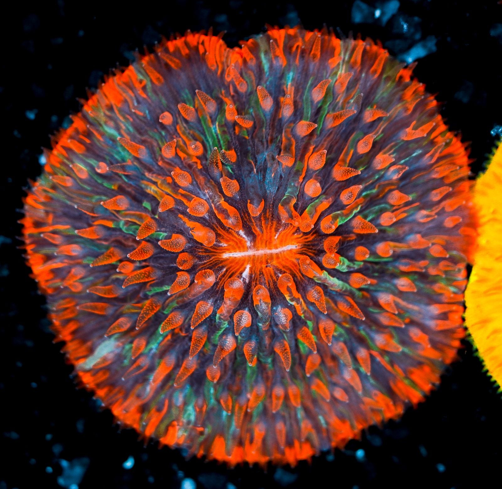 Rainbow Ultra Plate WYSIWYG 33 – Candy Corals